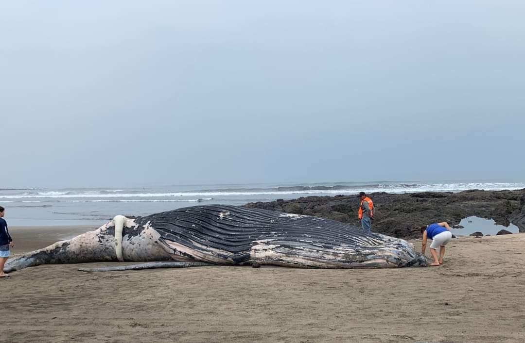 Encuentran una ballena jorobada muerta en una playa del Pacífico de ...