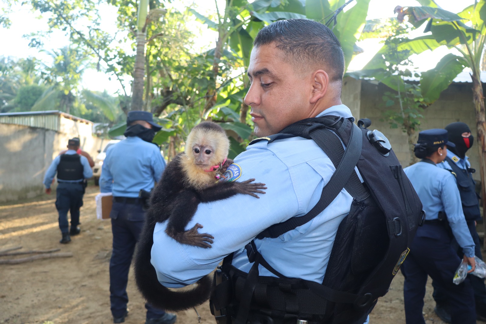 Policía Nacional rescata un mono cara blanca en La Ceiba; la especie ...